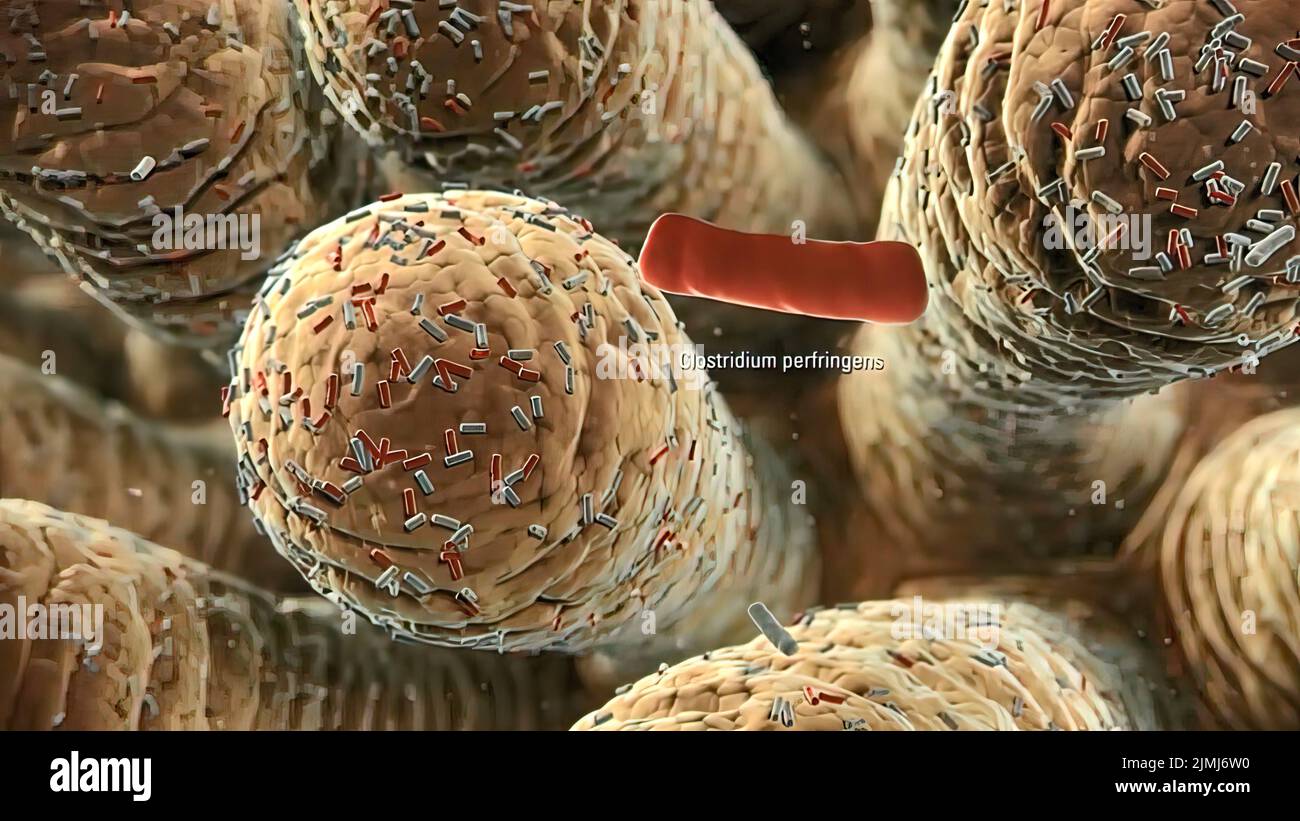 Rod shaped bacteria hi-res stock photography and images - Alamy