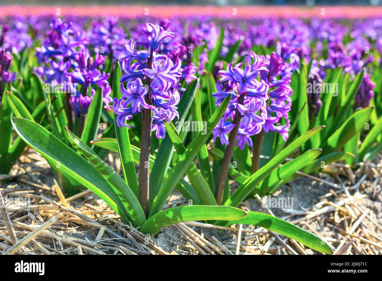 Purple close-up Hyacinth, field in Holland Stock Photo - Alamy