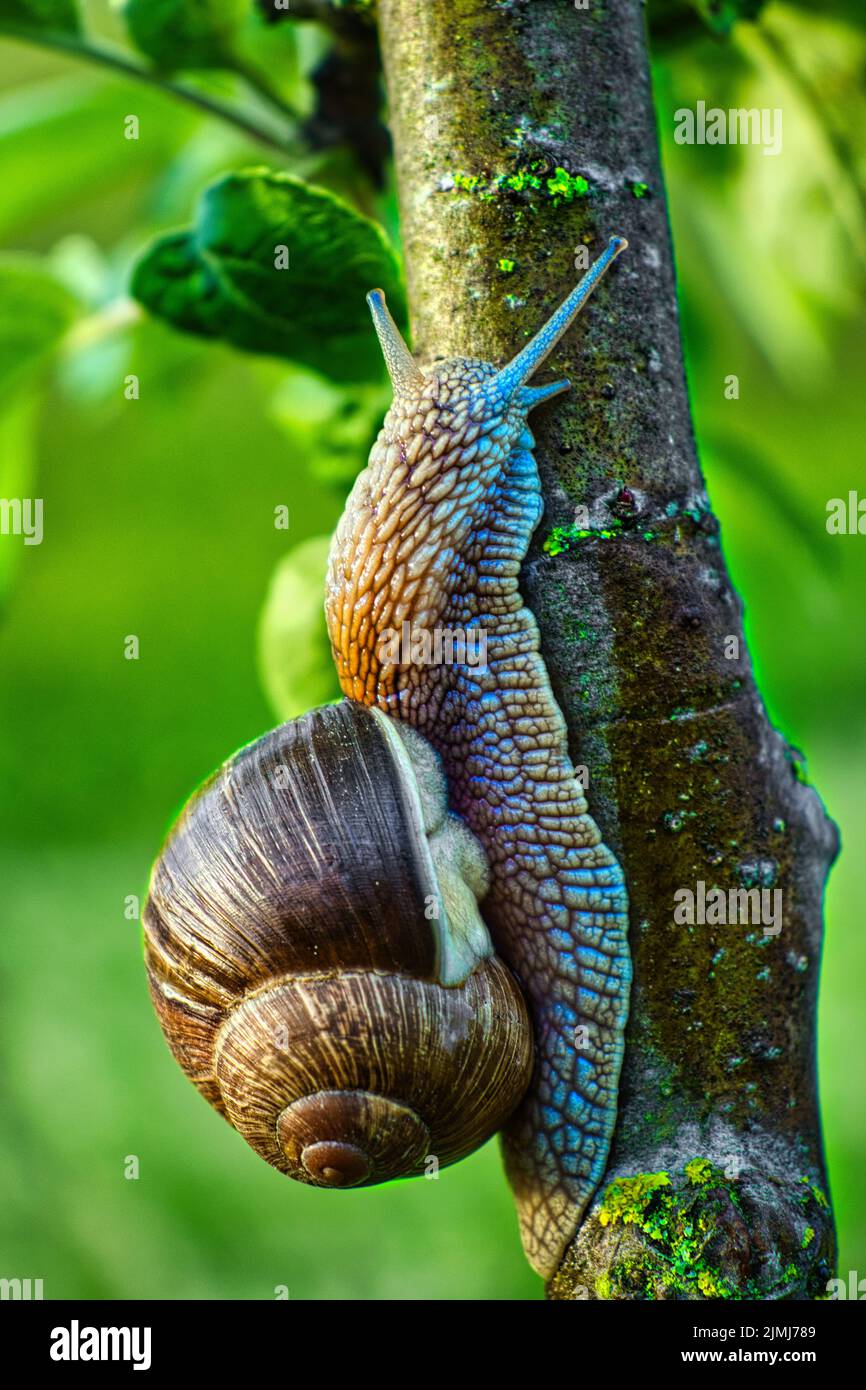A vertical shot of a snail climbing up a tree Stock Photo - Alamy