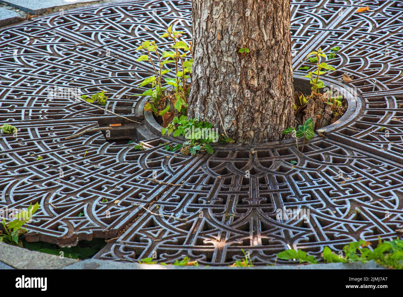 Metal drainage grate on the sidewalk around a tree in Slovakia Stock ...