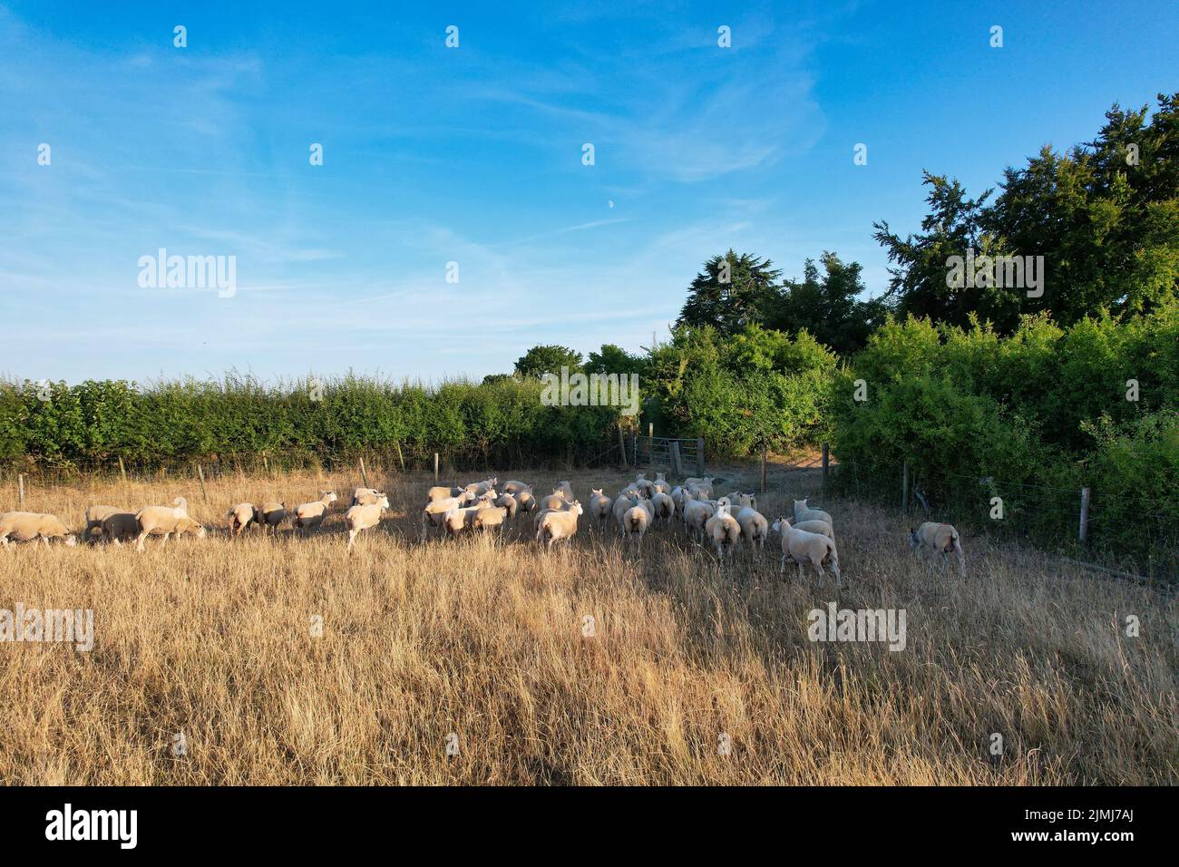 Bull cow sheep lamb farms hi-res stock photography and images - Alamy