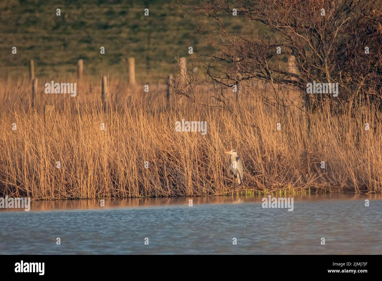 Pflanzenwlt hi-res stock photography and images - Alamy