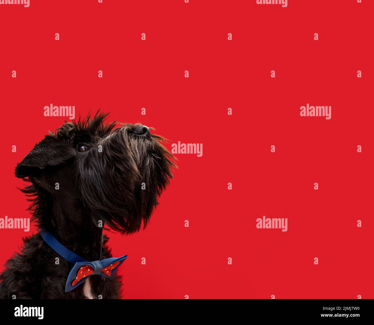 Beautiful shot brown dog hi-res stock photography and images - Alamy