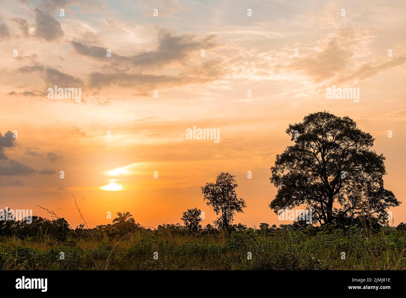 African nature scenery with sunset sky trees Stock Photo - Alamy