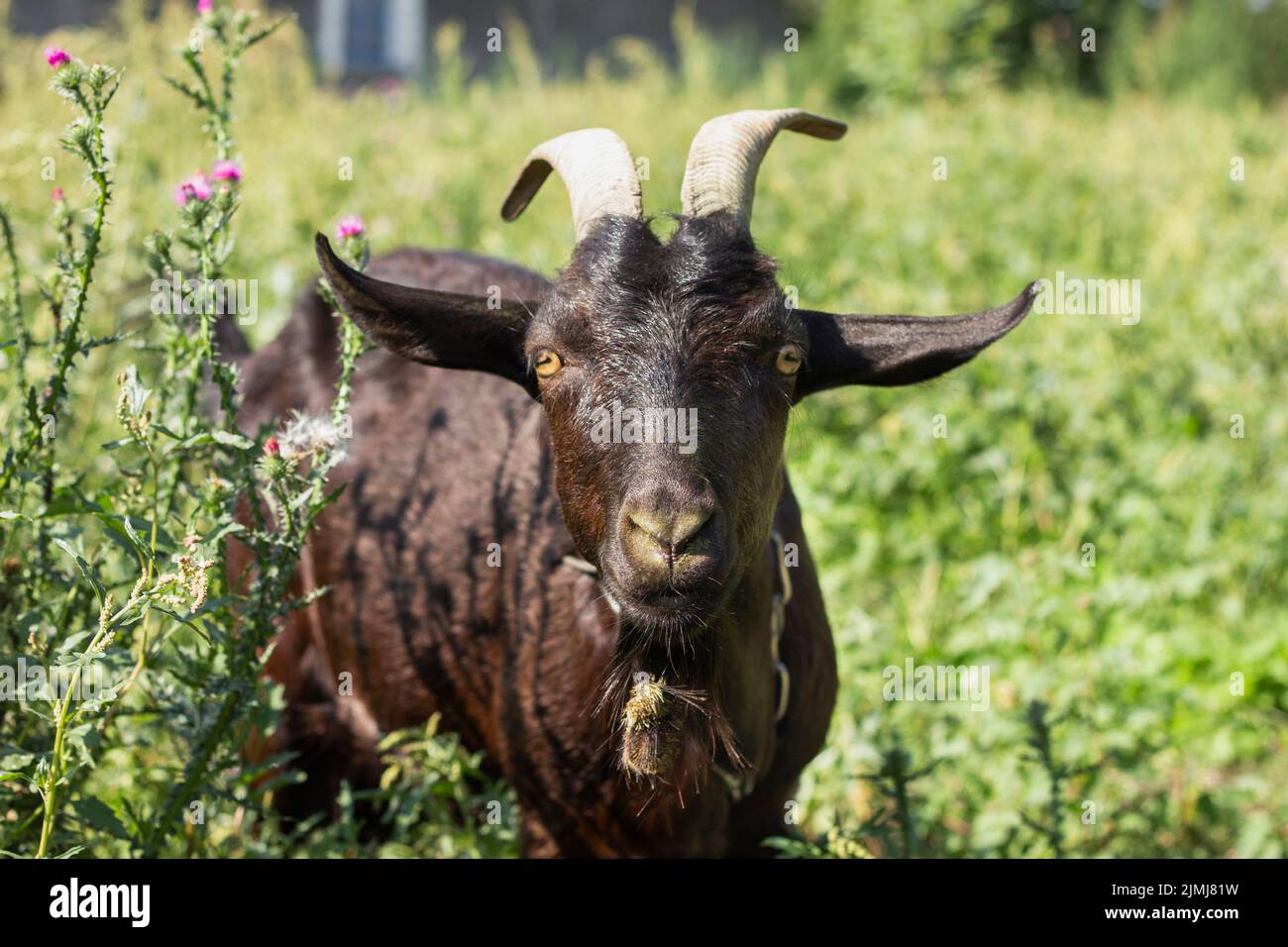 Black goat nature countryside Stock Photo - Alamy