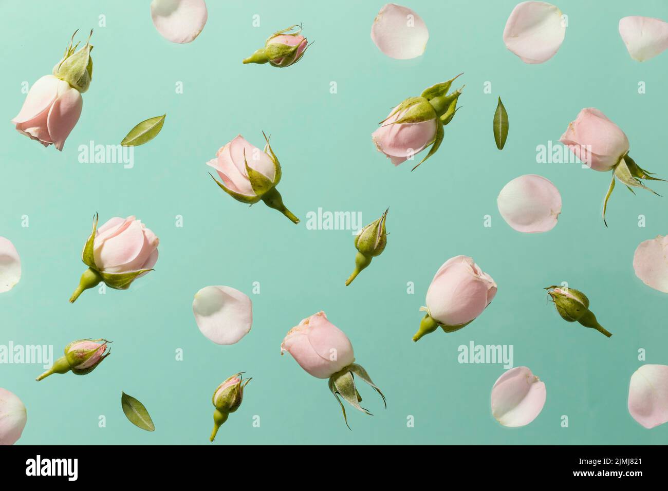 Top view pink spring roses Stock Photo - Alamy