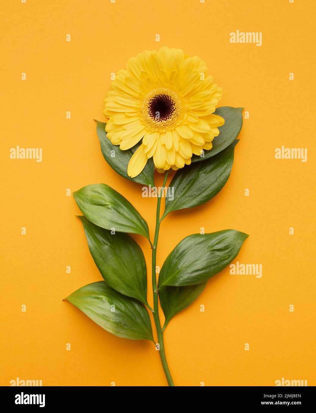 Top view flower pattern hi-res stock photography and images - Alamy
