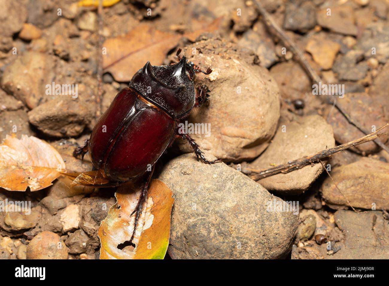 Strategus aloeus, the ox beetle, Costa Rica Stock Photo - Alamy