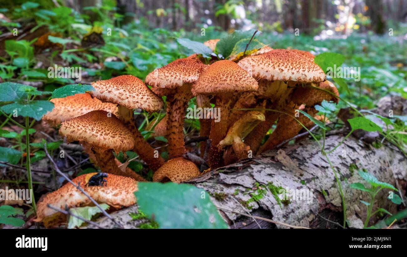 Pholiota squarrosa, commonly known as the shaggy scalycap, the shaggy Pholiota Stock Photo - Alamy