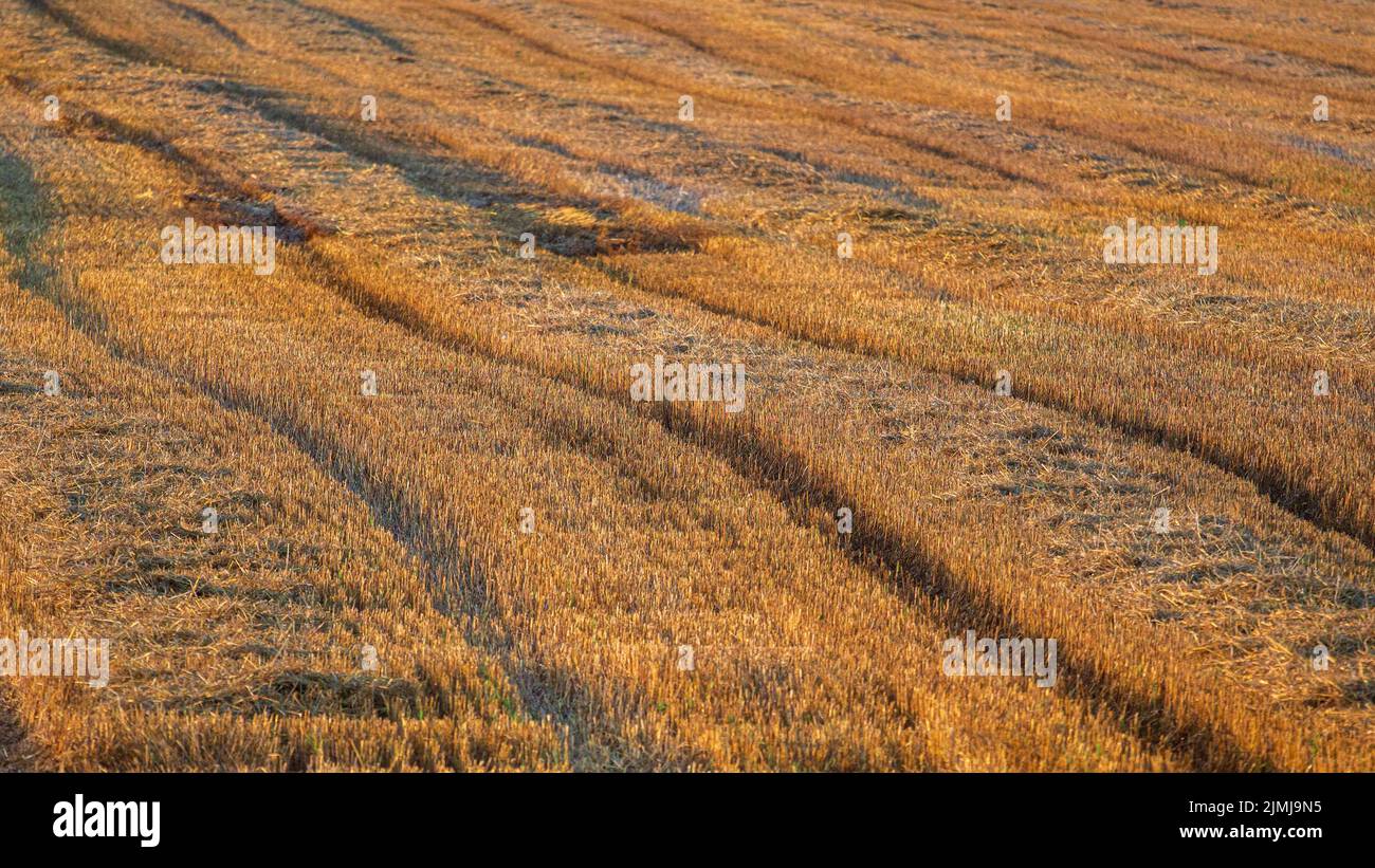 Stubble. Field after grain harvesting. Dark golden color. Ð¡ombine ...