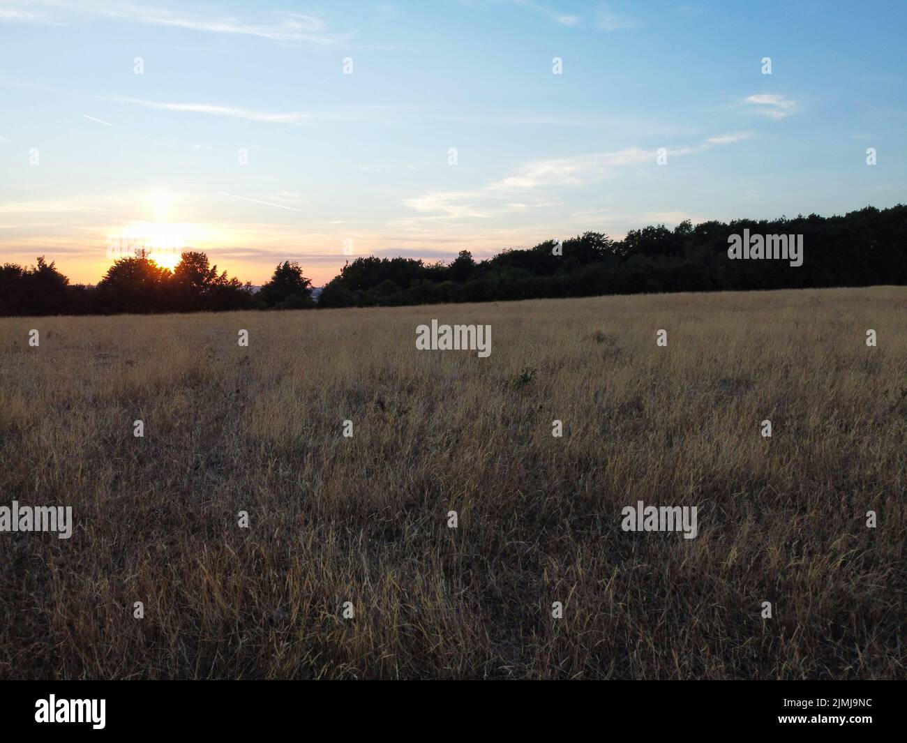 Bull cow sheep lamb farms hi-res stock photography and images - Alamy