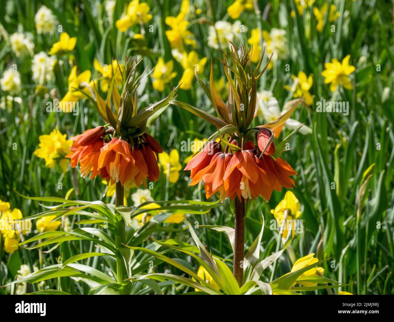 Flowers at spring time Stock Photo - Alamy