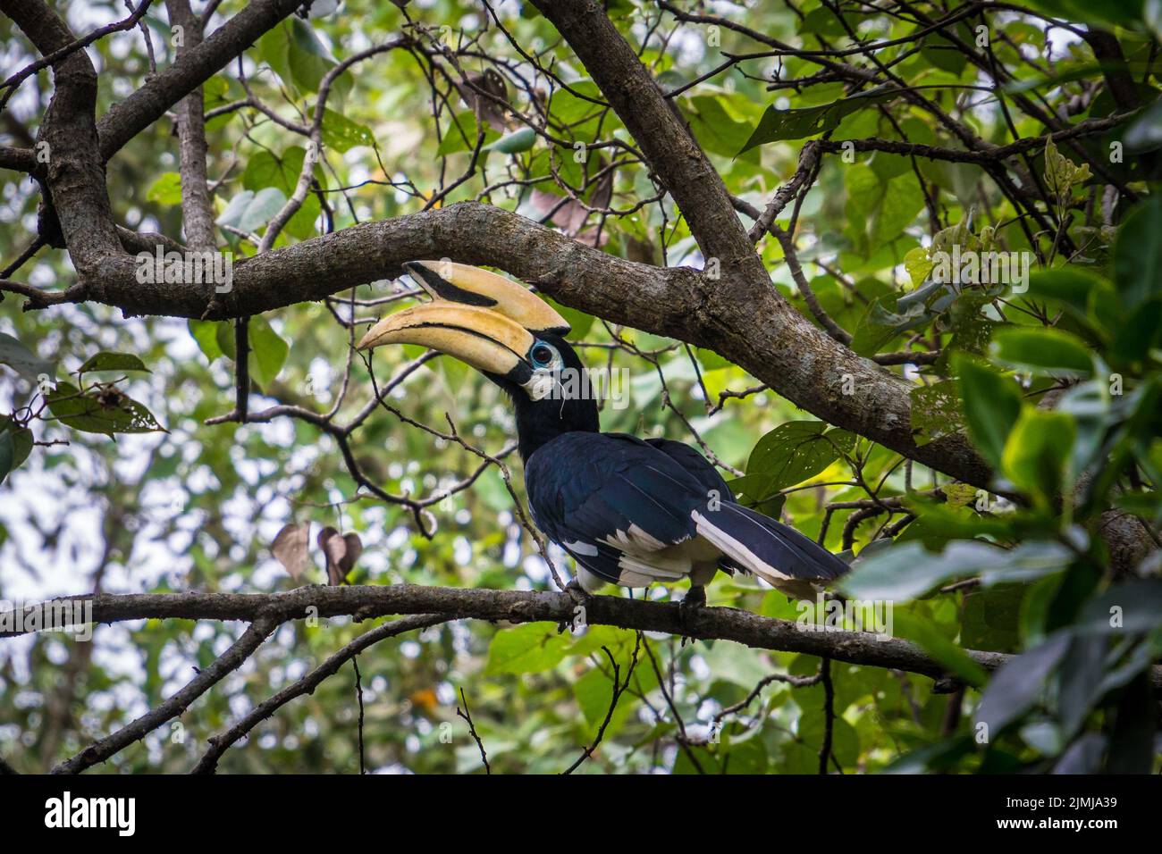 A tropical black hornbill bird perched on a branch Stock Photo - Alamy