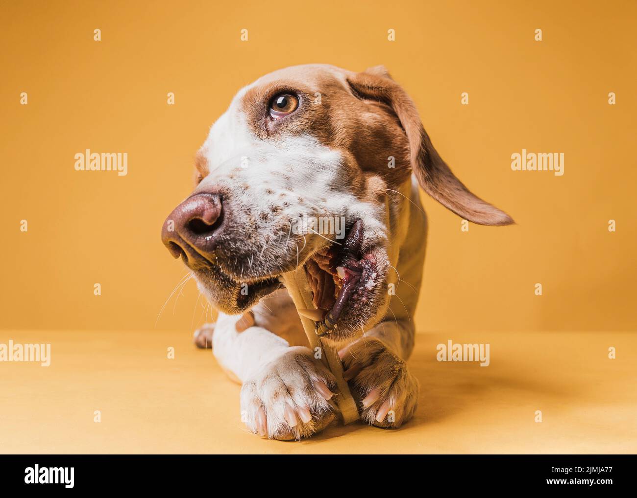 Funny bone hi-res stock photography and images - Alamy