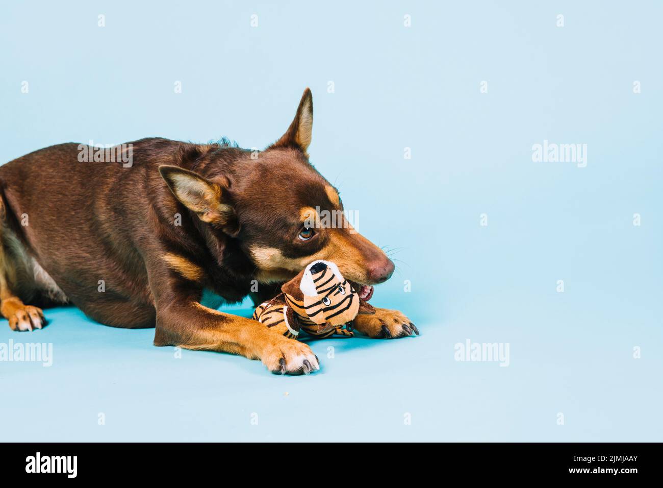 Blue dog plush toy hi-res stock photography and images - Alamy