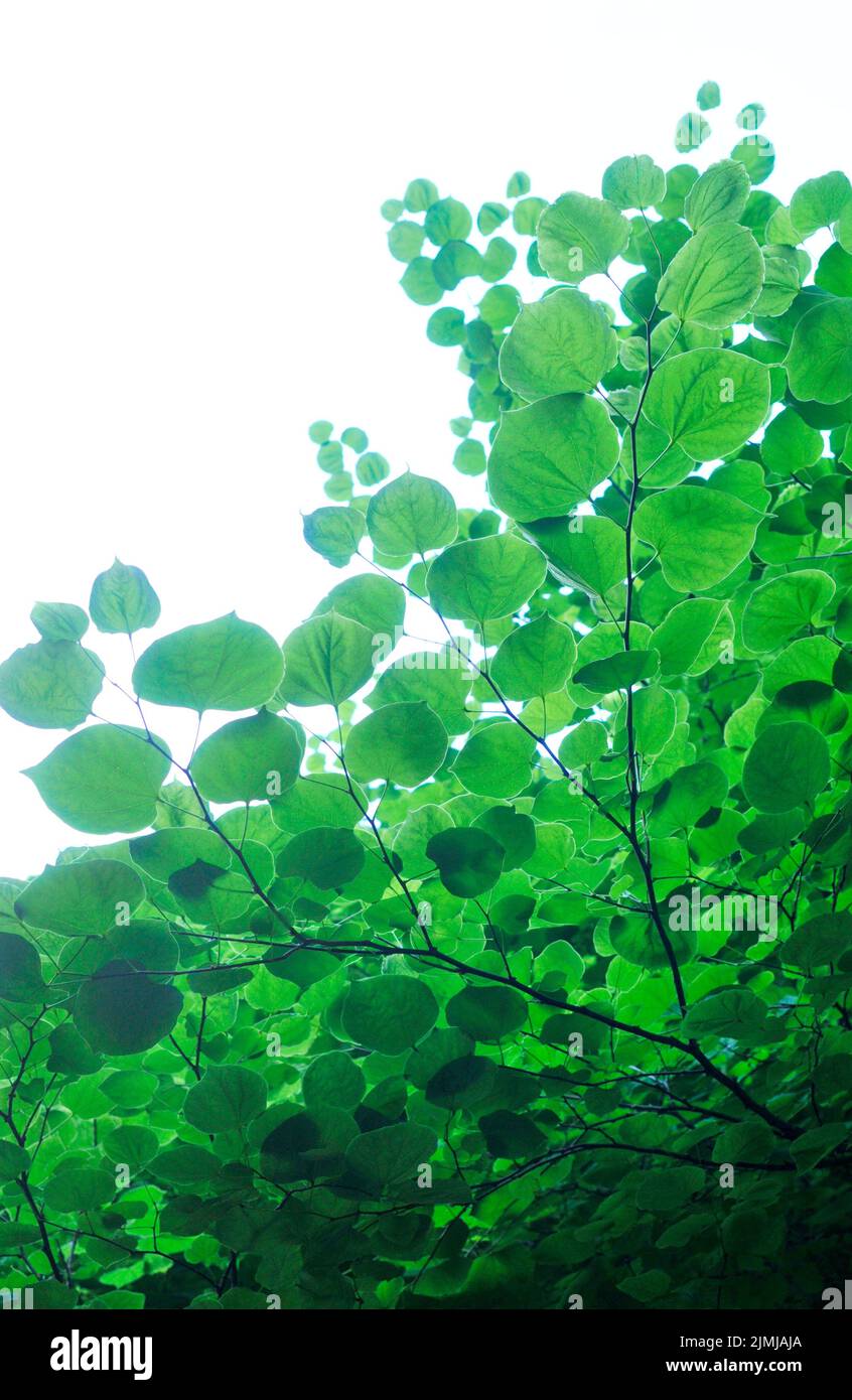 Eastern redbud leaves hi-res stock photography and images - Alamy