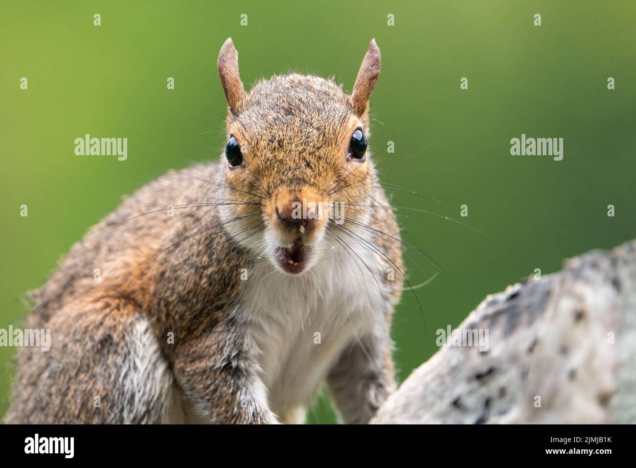Eyes of squirrel hi-res stock photography and images - Alamy
