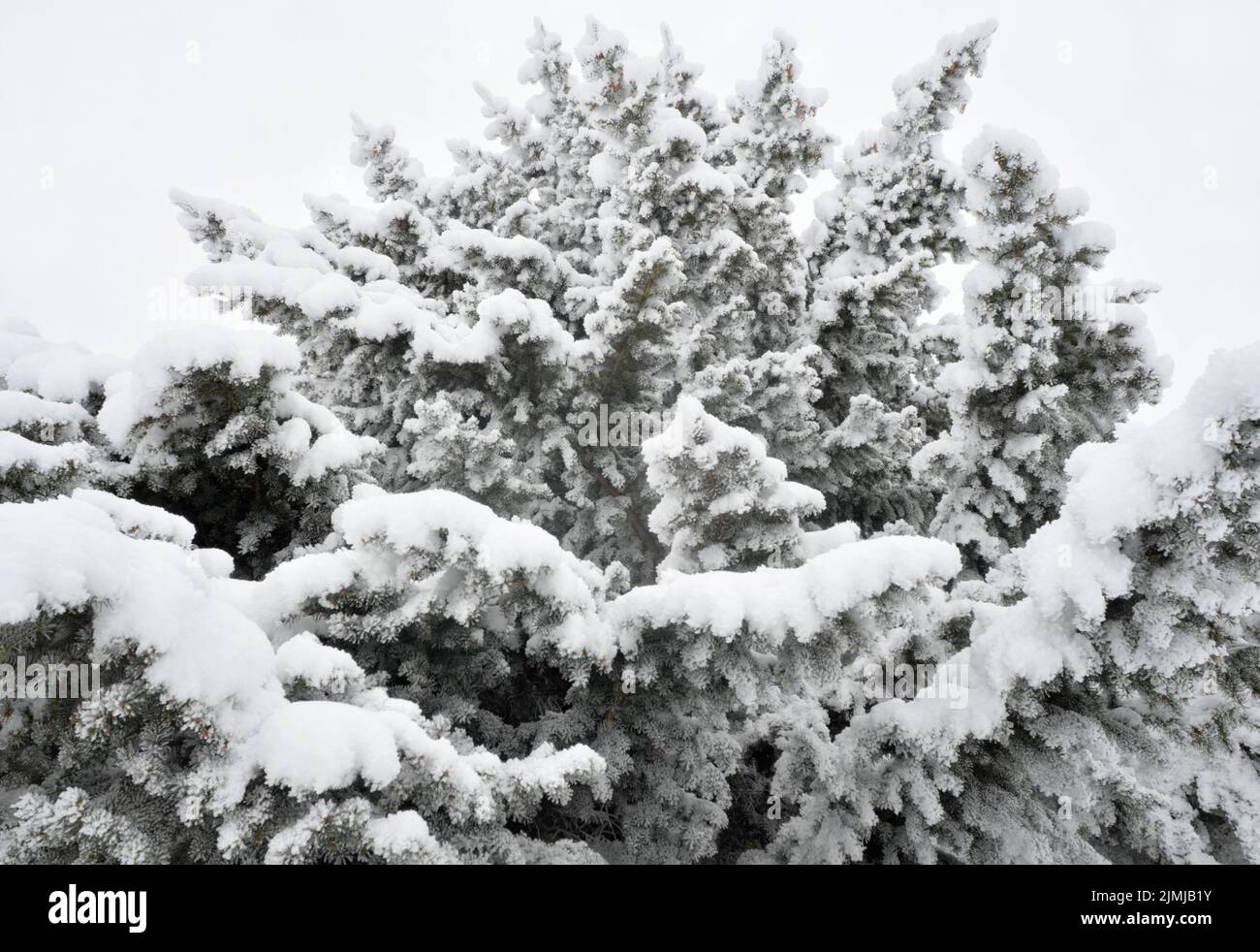 Conifer snow hi-res stock photography and images - Alamy