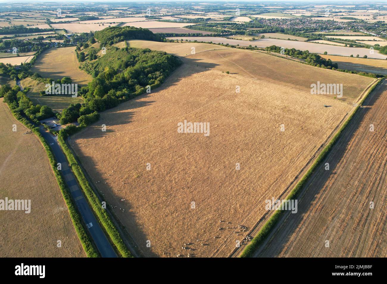 Bull cow sheep lamb farms hi-res stock photography and images - Alamy