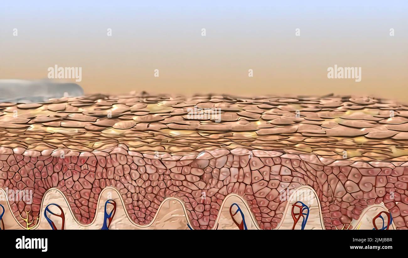 Squamous epithelium hi-res stock photography and images - Alamy