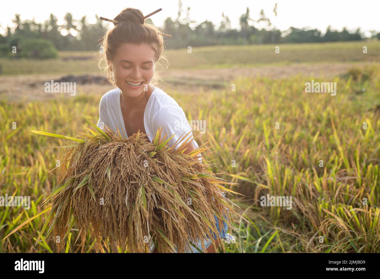 Girl harvesting rice hi-res stock photography and images - Alamy