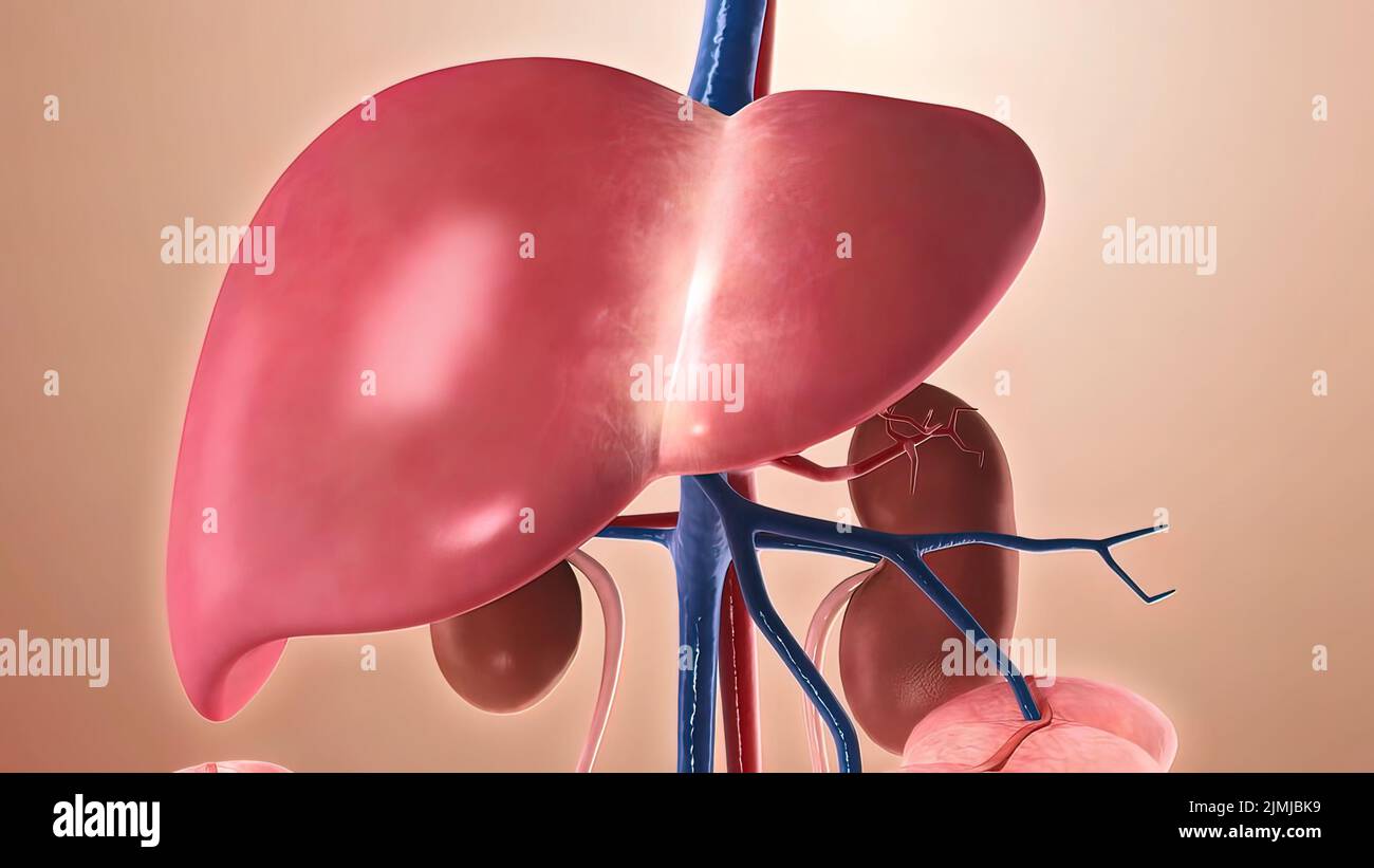 Anatomically hi-res stock photography and images - Alamy