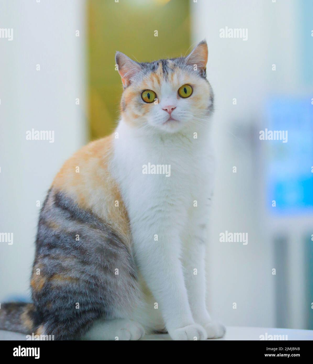A vertical shot of an adorable green-eyed calico cat Stock Photo - Alamy
