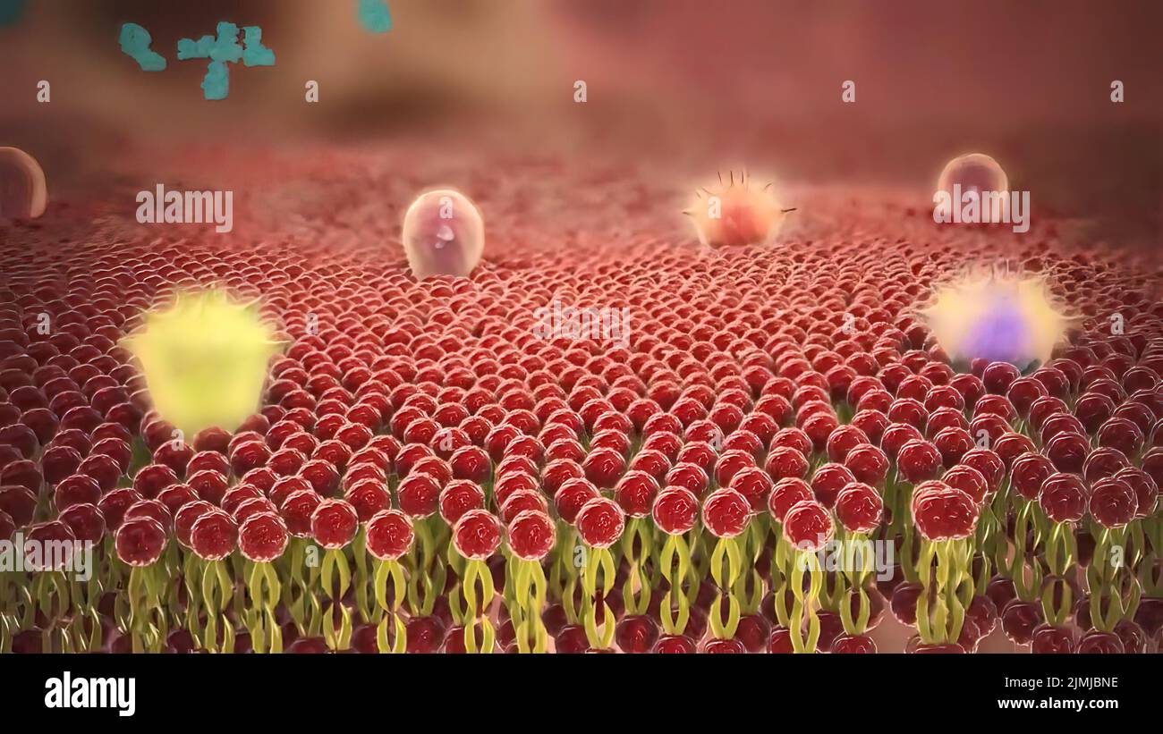 T cells attack cancer immune therapy hi-res stock photography and ...