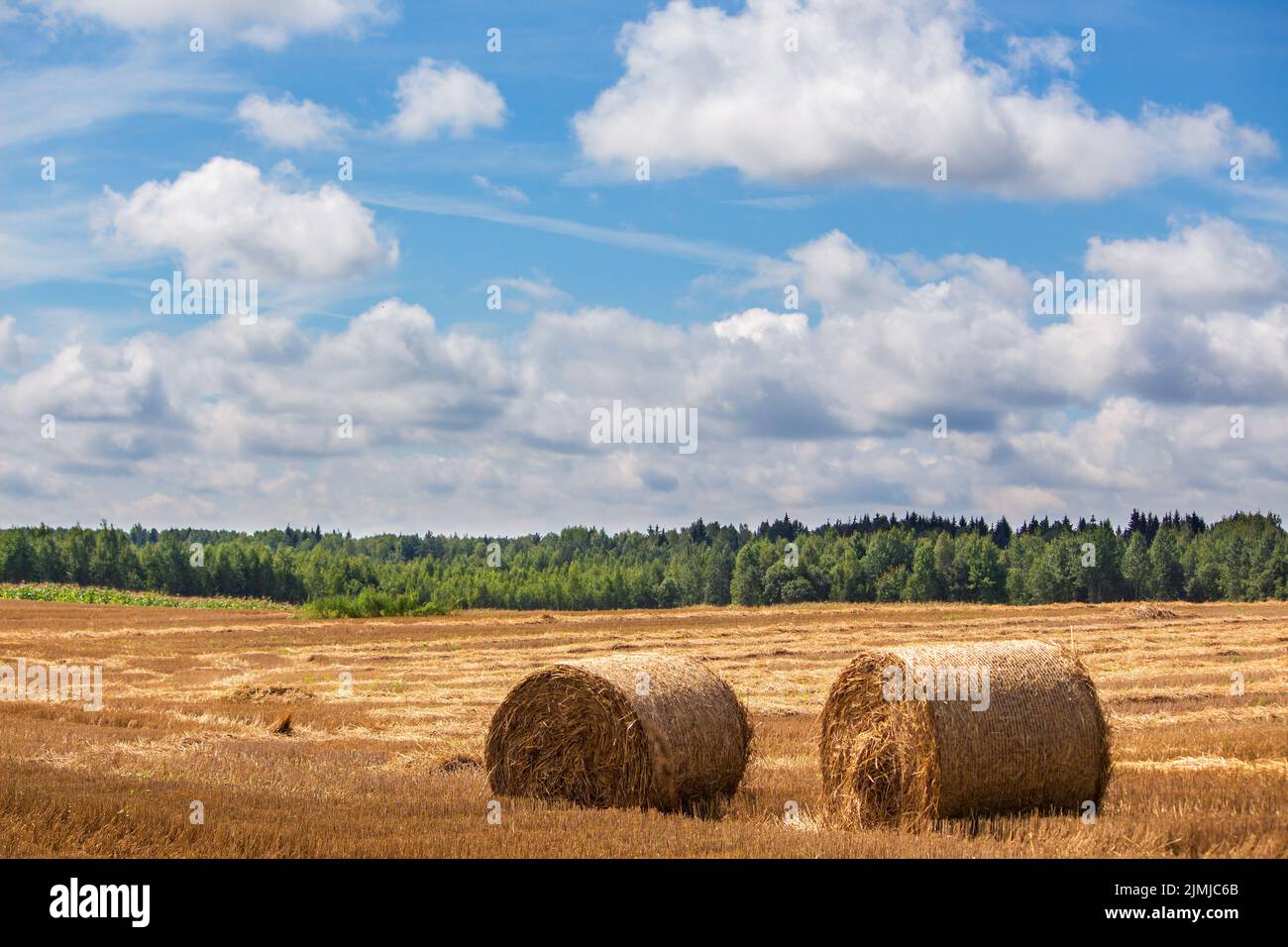 Mowed sheaves of hay on the background of the harvested field, the ...