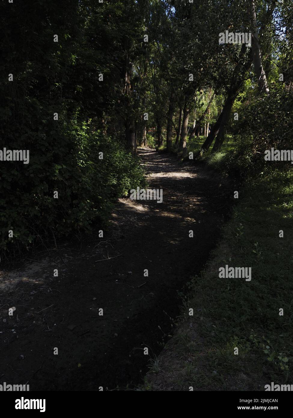 path of a dry forest due to climate change Stock Photo - Alamy