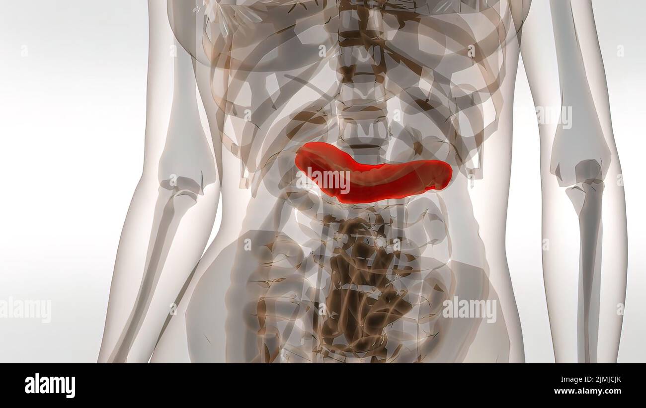 The pancreas digestive enzymes hi-res stock photography and images - Alamy