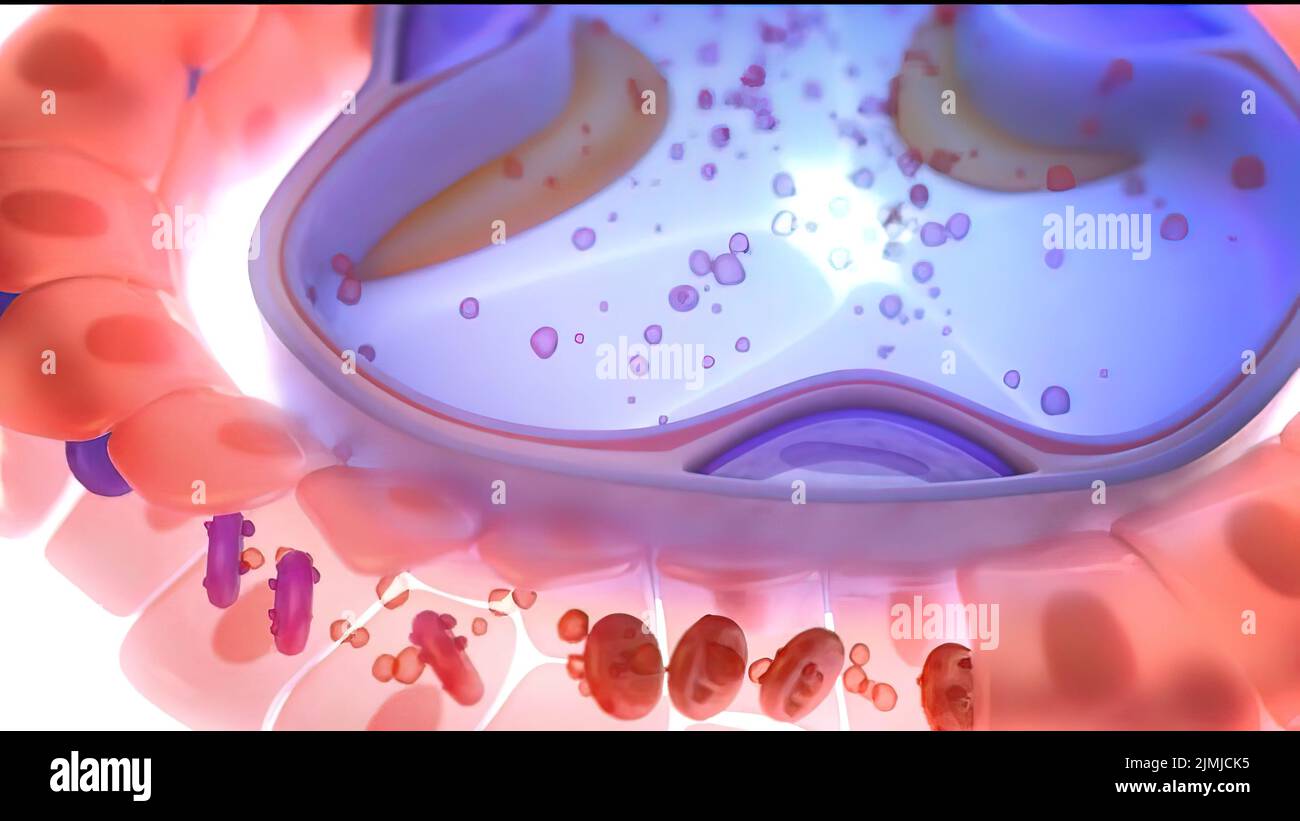 Lungs structure and bronchi and alveoli hi-res stock photography and ...