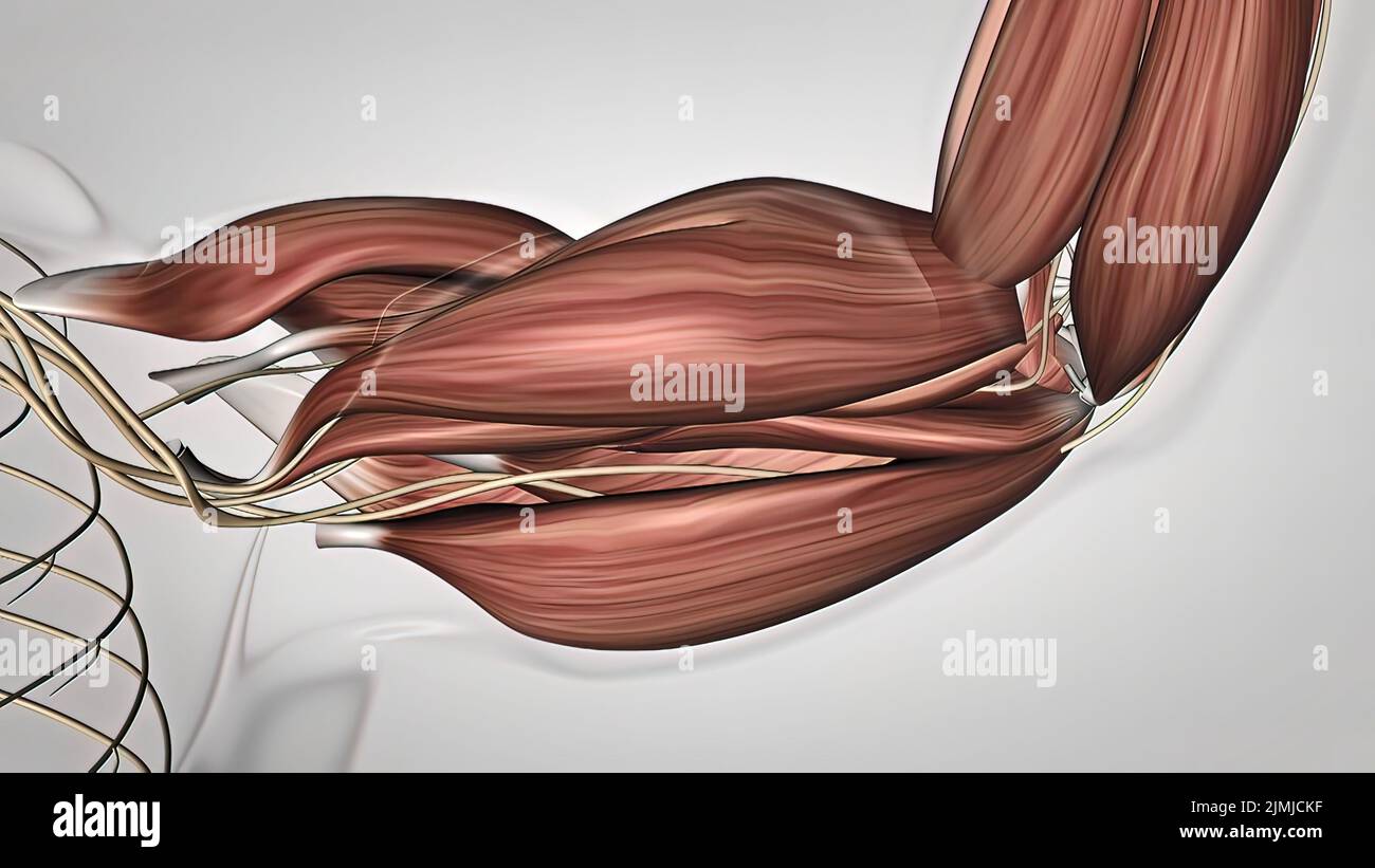 Muscle anatomy hi-res stock photography and images - Alamy