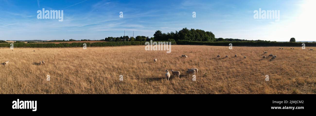 Bull cow sheep lamb farms hi-res stock photography and images - Alamy