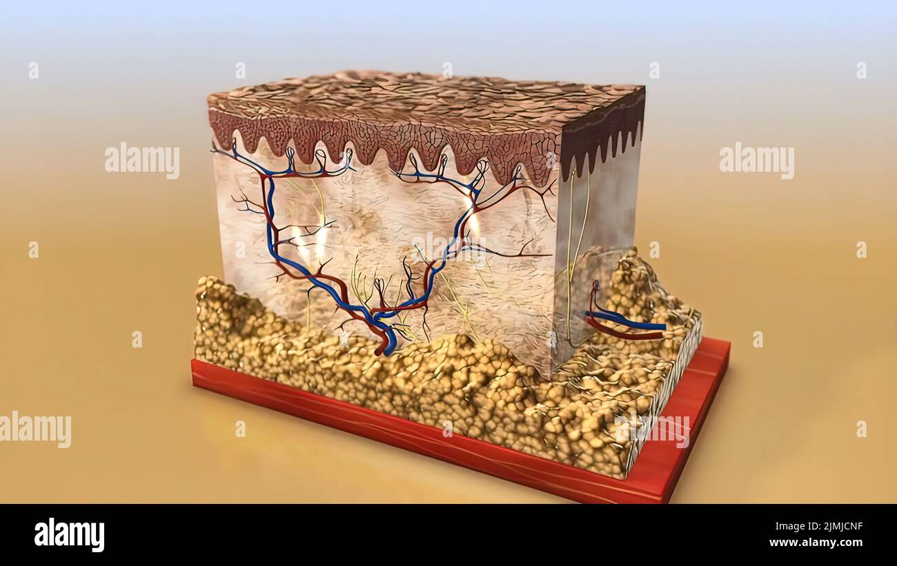 Squamous epithelium hi-res stock photography and images - Alamy