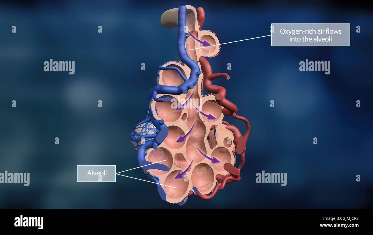 Lungs respiration oxygen exchange hi-res stock photography and images ...