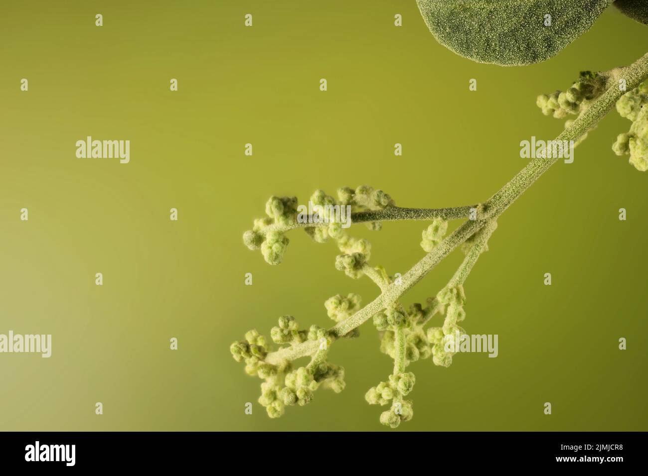 Close-up of Old Man Saltbush (Atriplex nummularia) flowers. Australian ...