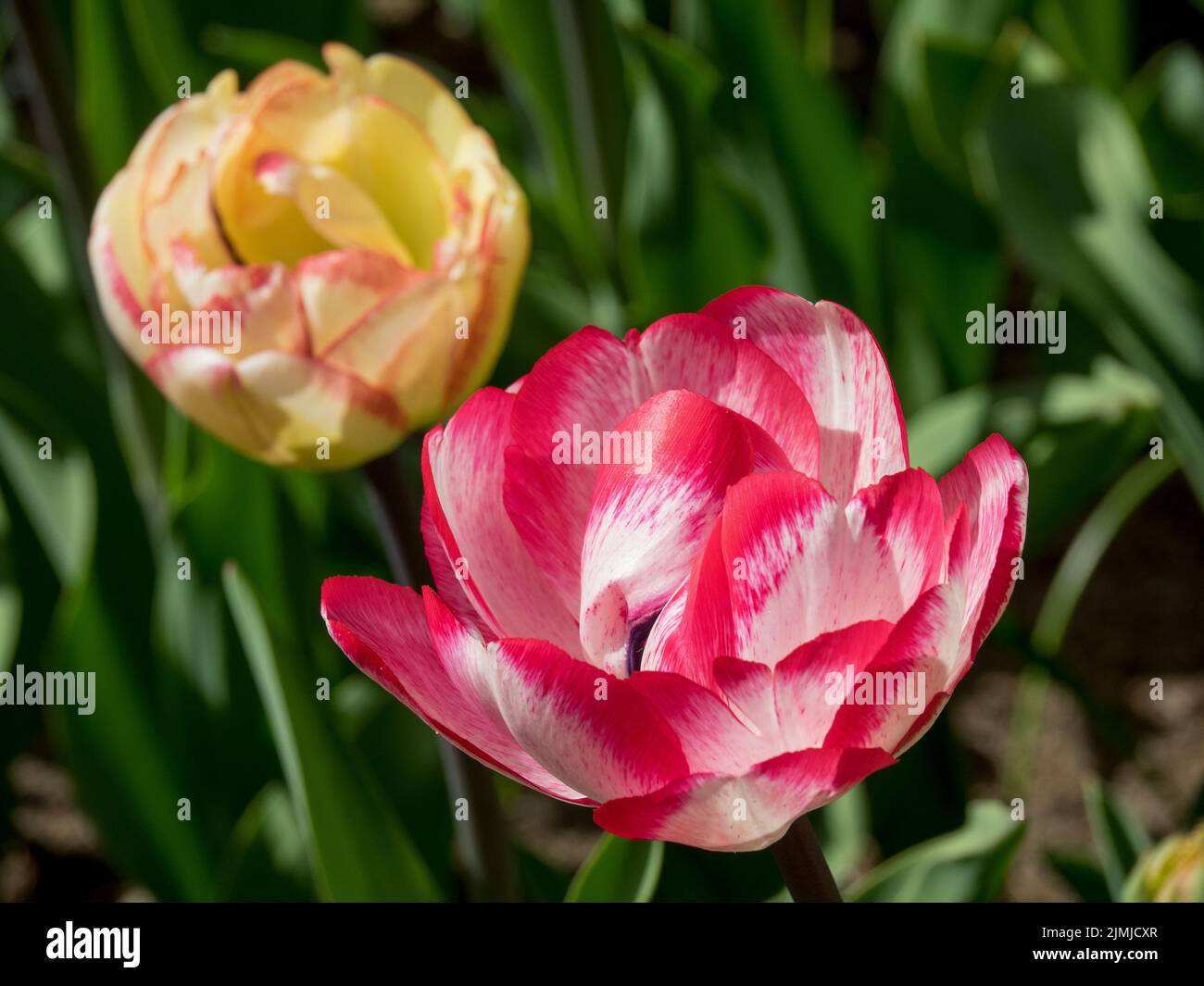 Tulip in the garden Stock Photo - Alamy