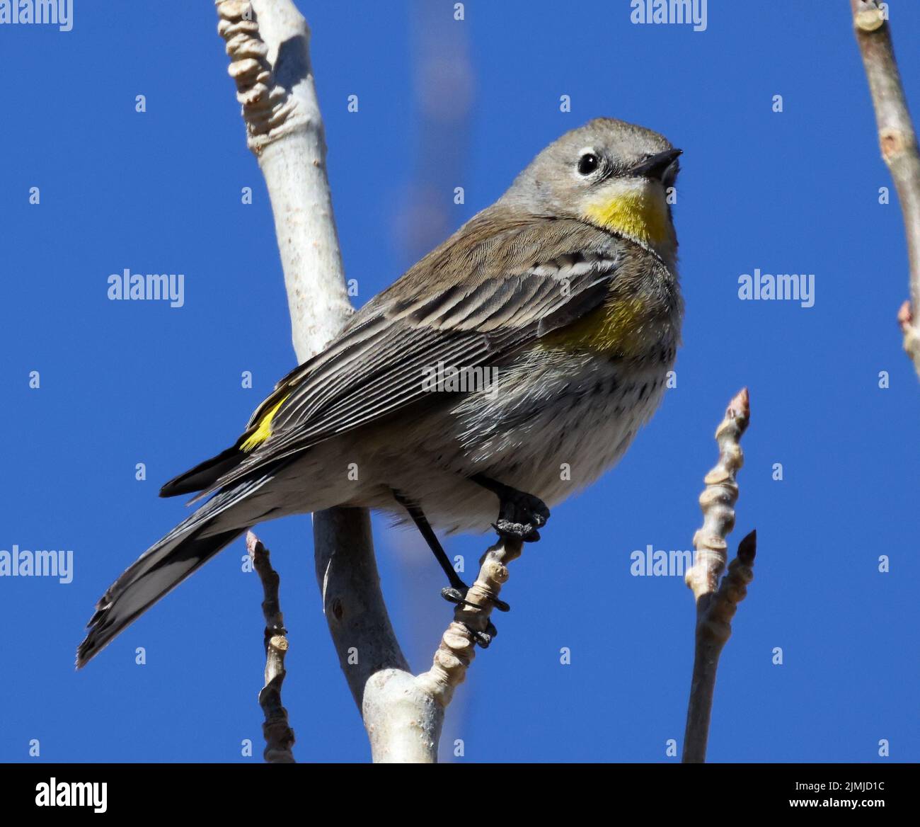 Yellow rumped bird hi-res stock photography and images - Alamy