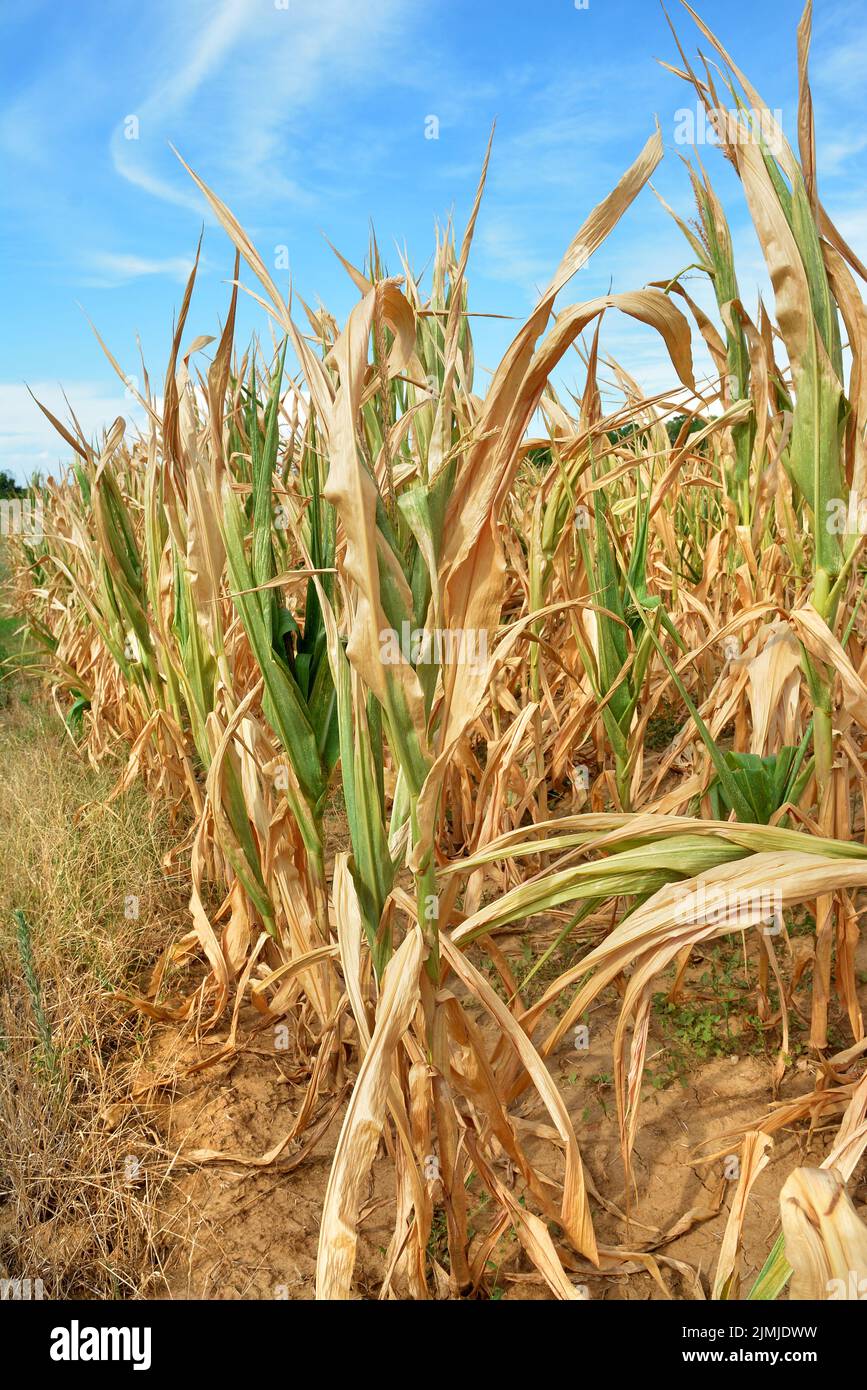 Dry corn fields due to drought Stock Photo - Alamy