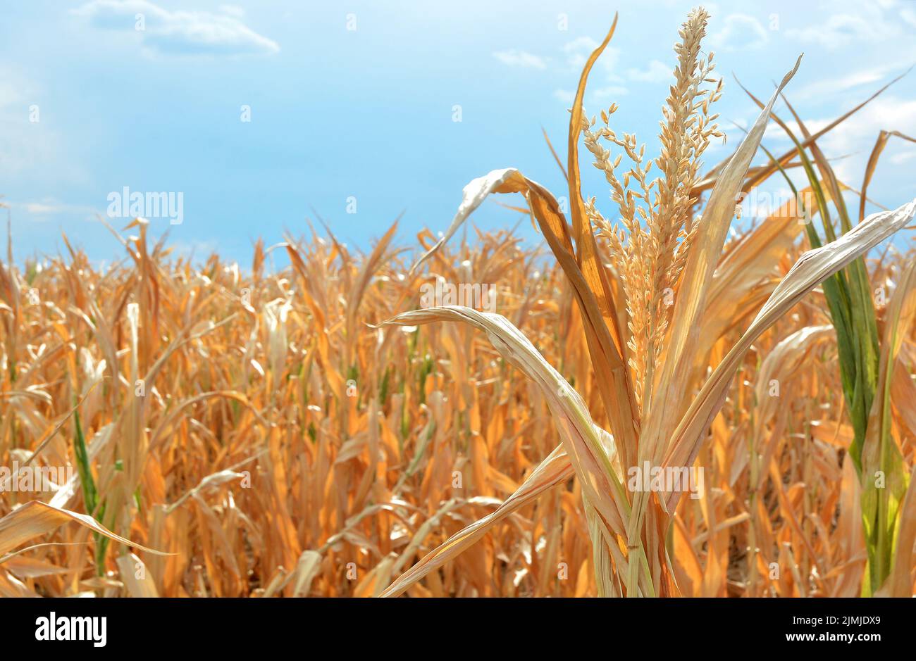 Dry corn fields due to drought Stock Photo - Alamy