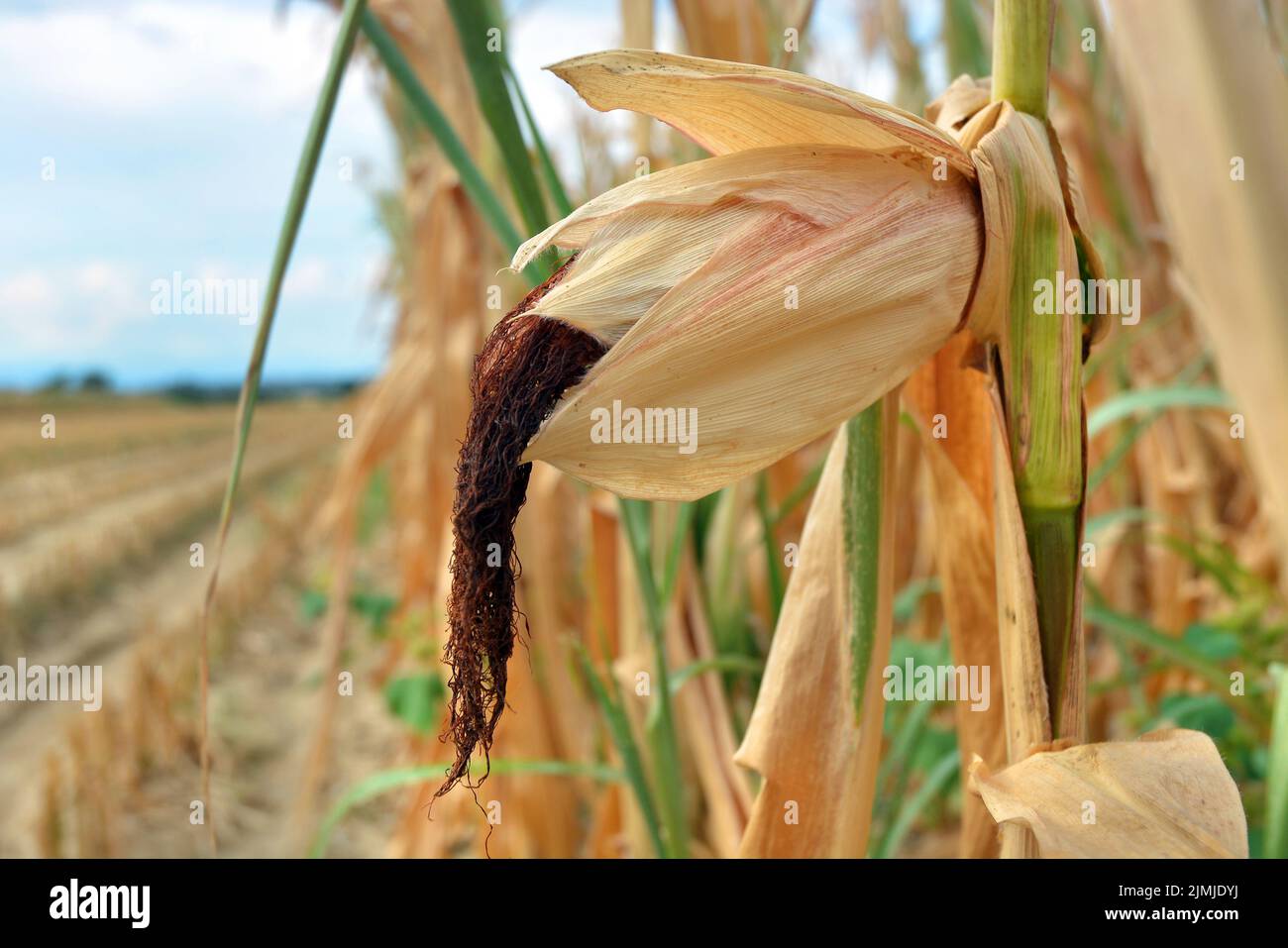 Detail dry land due hi-res stock photography and images - Alamy