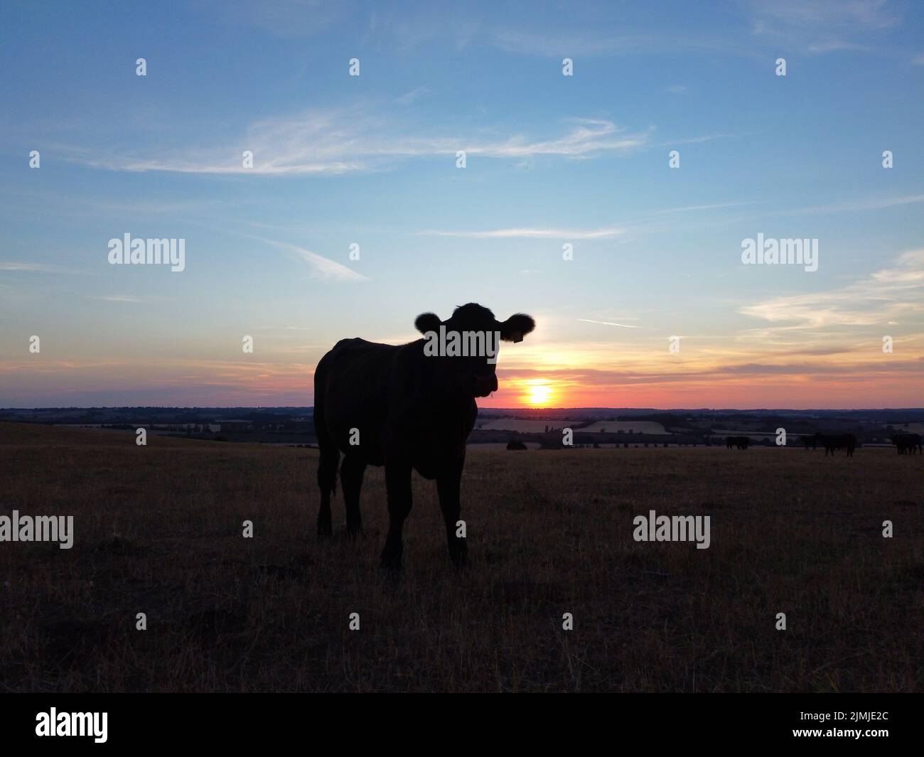 Bull cow sheep lamb farms hi-res stock photography and images - Alamy