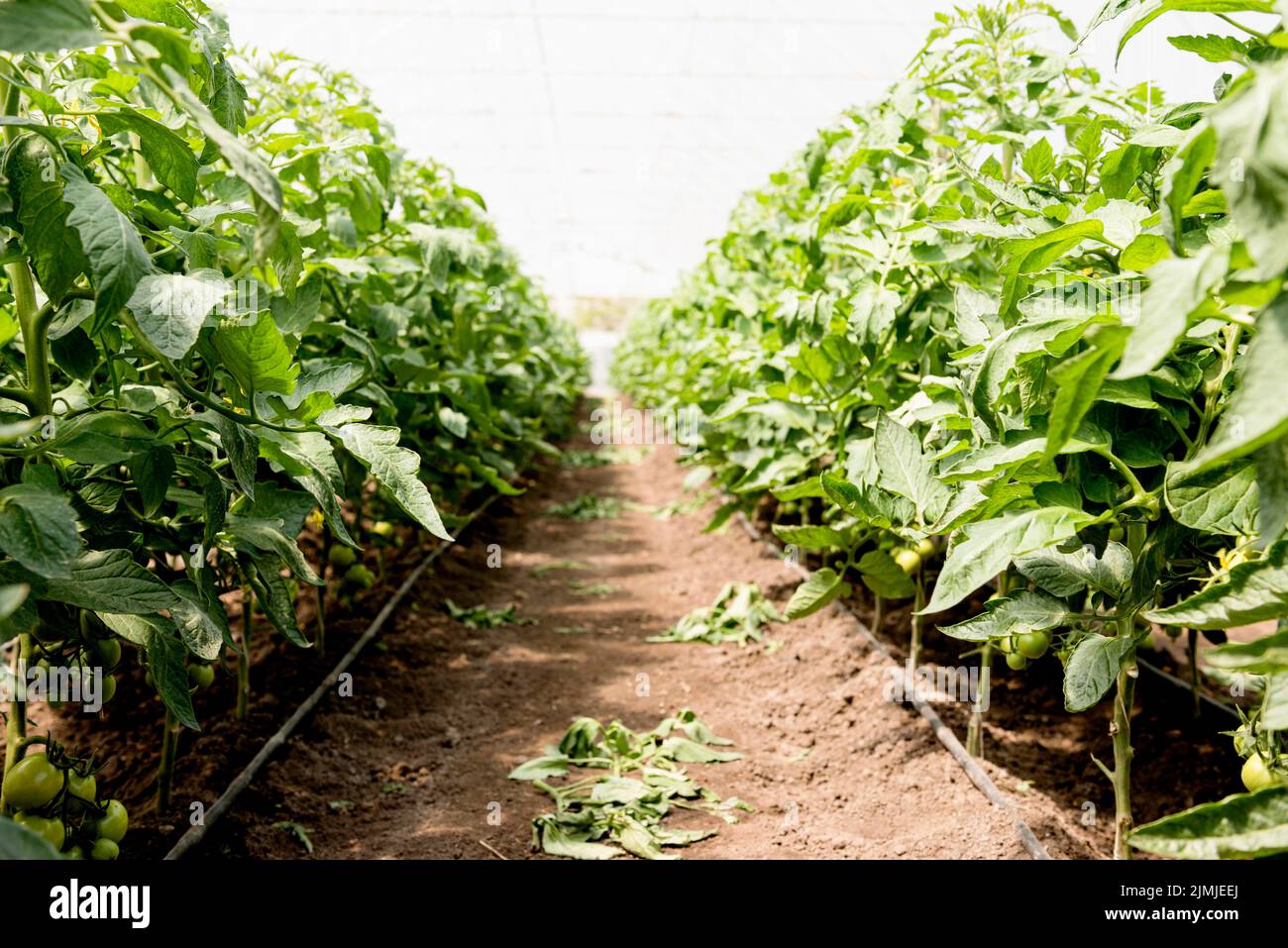 Cherry tomatoes greenhouse long view Stock Photo - Alamy