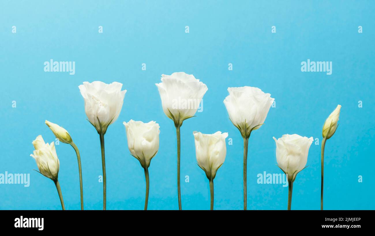 Front view spring roses Stock Photo - Alamy