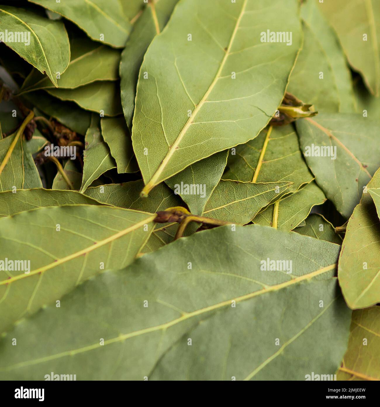 Pile dry laurel leaves Stock Photo - Alamy