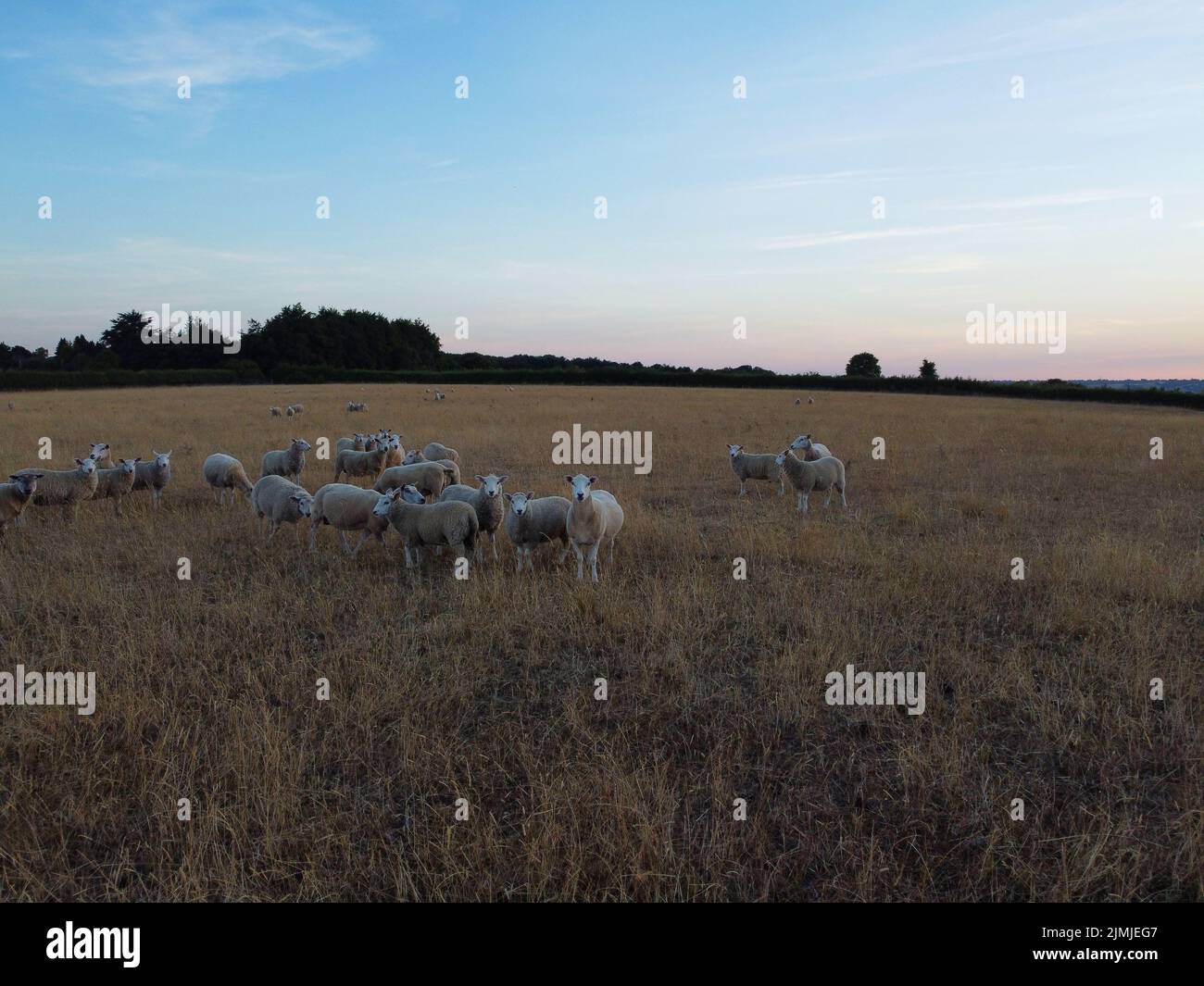 Bull cow sheep lamb farms hi-res stock photography and images - Alamy