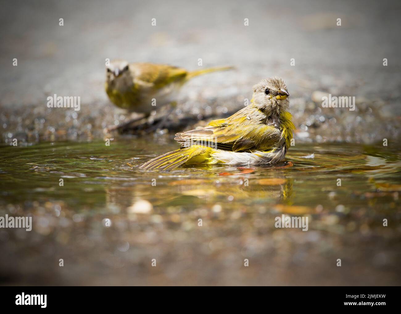 couple of wild canaries, taking a bath of water and sun Stock Photo - Alamy