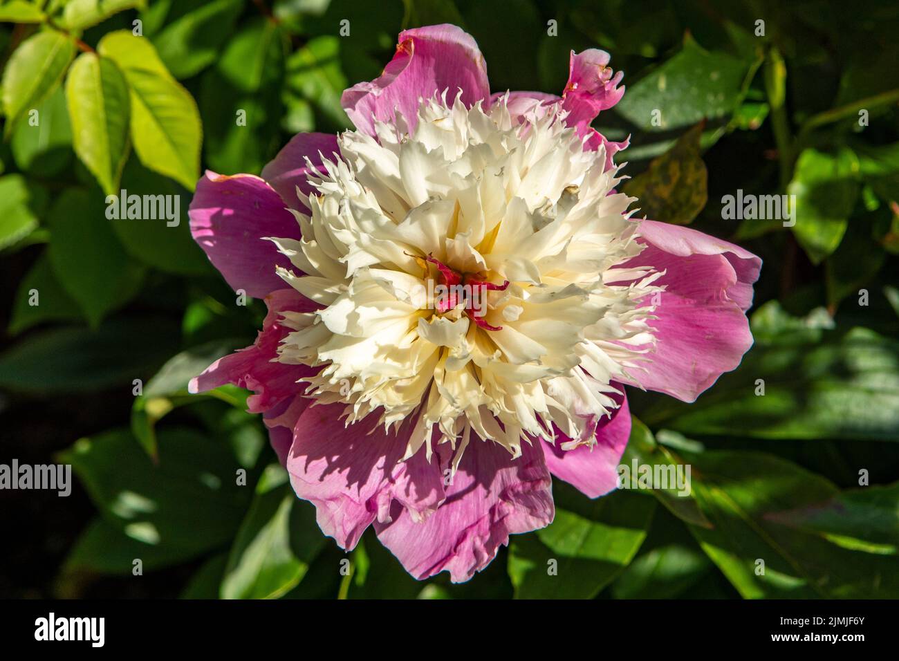 Paeonia lactiflora, Bowl of Beauty Peony Stock Photo - Alamy
