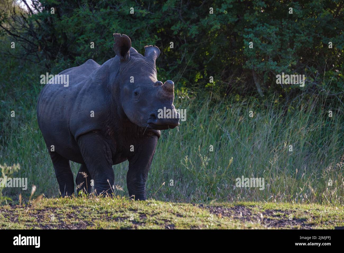 White Rhino during sunset in South Africa Thanda Game reserve Kwazulu ...